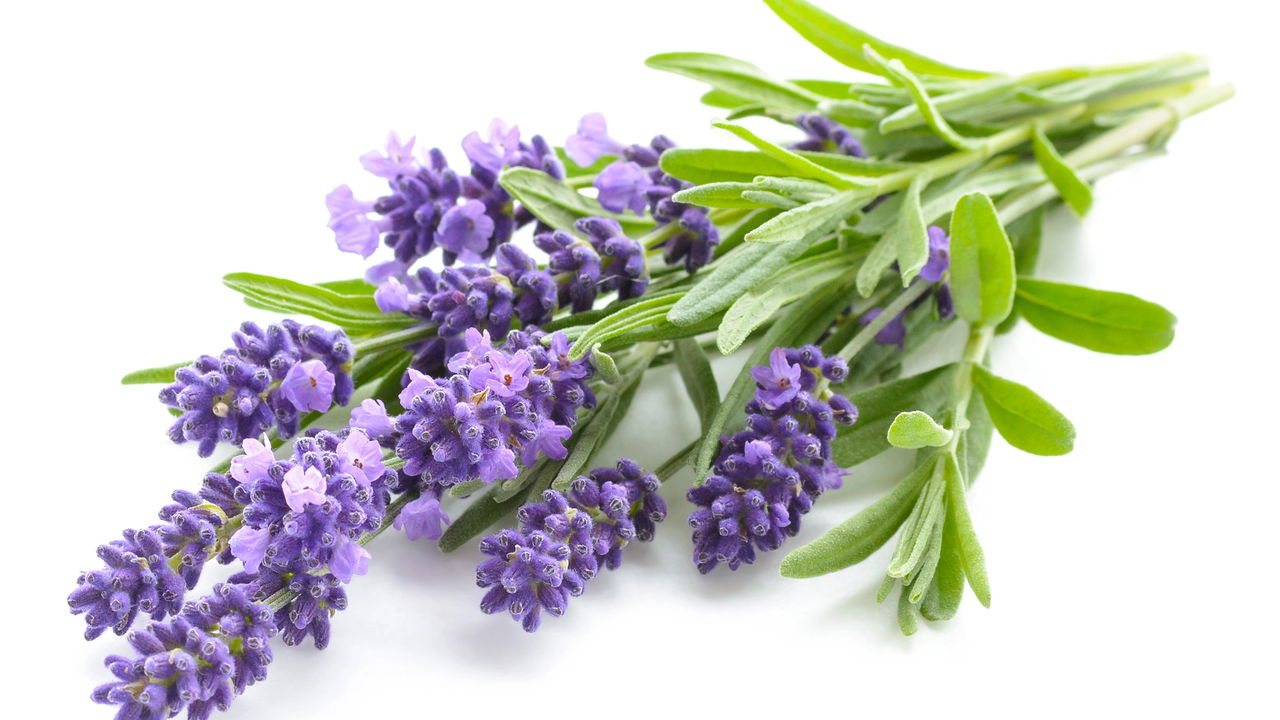 Por que a lavanda está conquistando jardineiros e cientistas no mundo ...