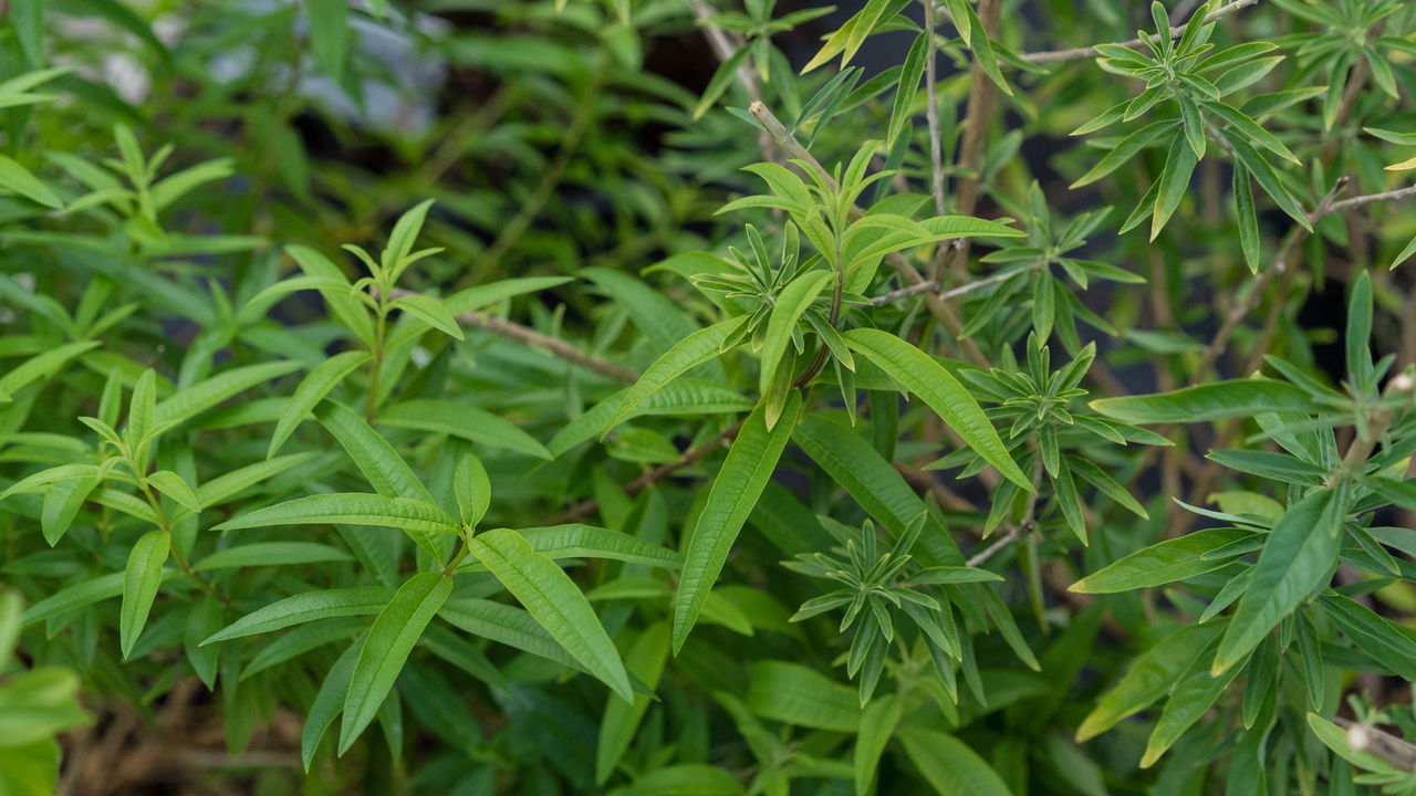Essa planta melhora o chimarrão, alivia o estômago e enfeita seu jardim ...