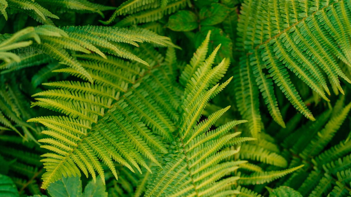 Cuidados essenciais para ter uma samambaia verde e cheia - Croche online