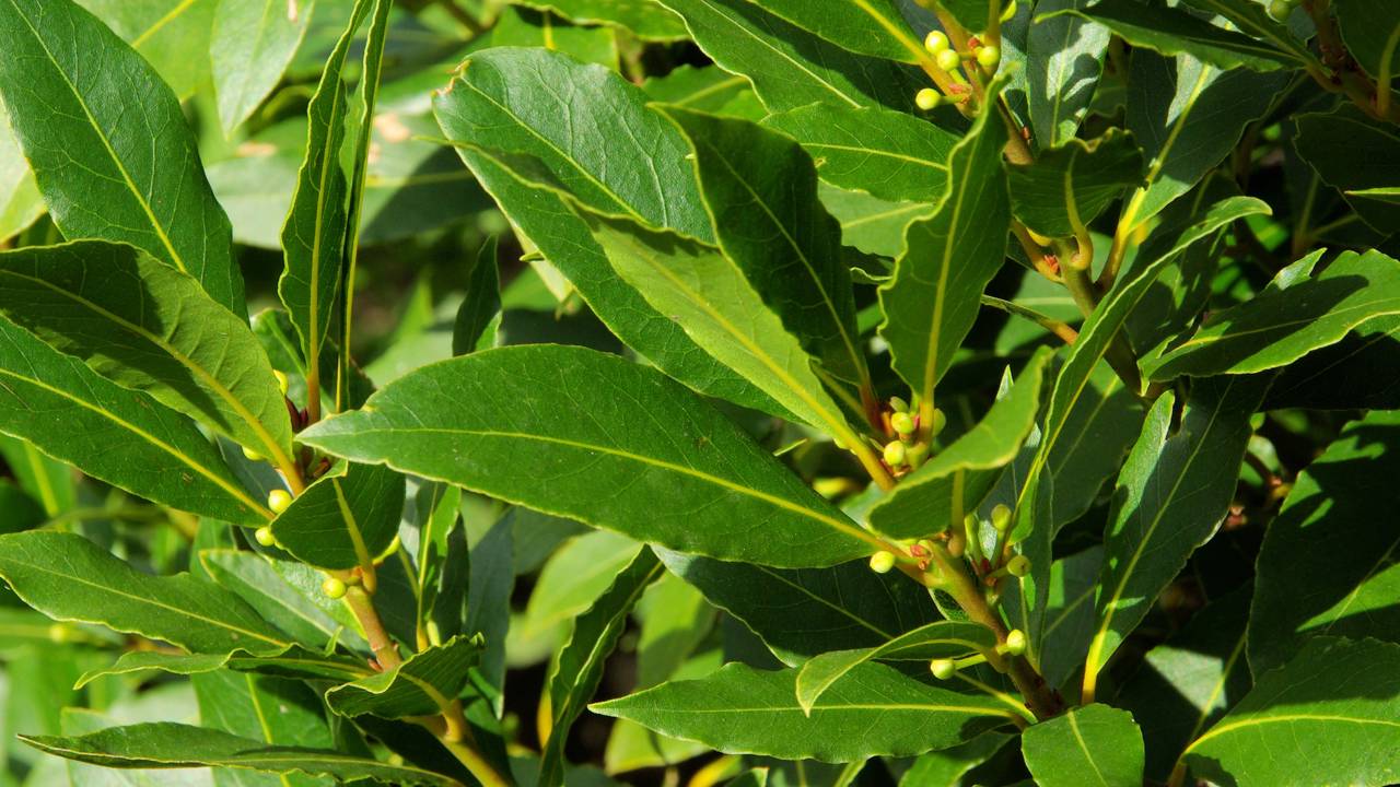 Folhas de louro são o truque natural mais eficaz para perfumar roupas ...