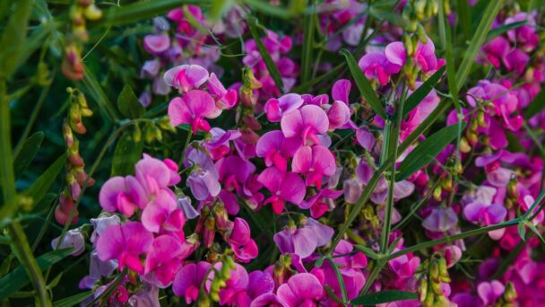 5 motivos para plantar ervilha-de-cheiro ainda nesta primavera - Croche ...
